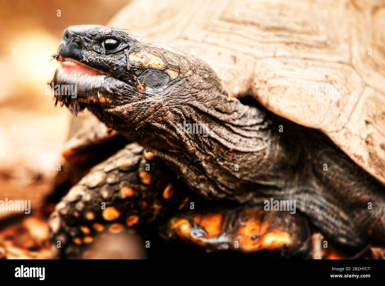 Brazilian Yellow Turtle In Motion Close Up Stock Photo - Alamy