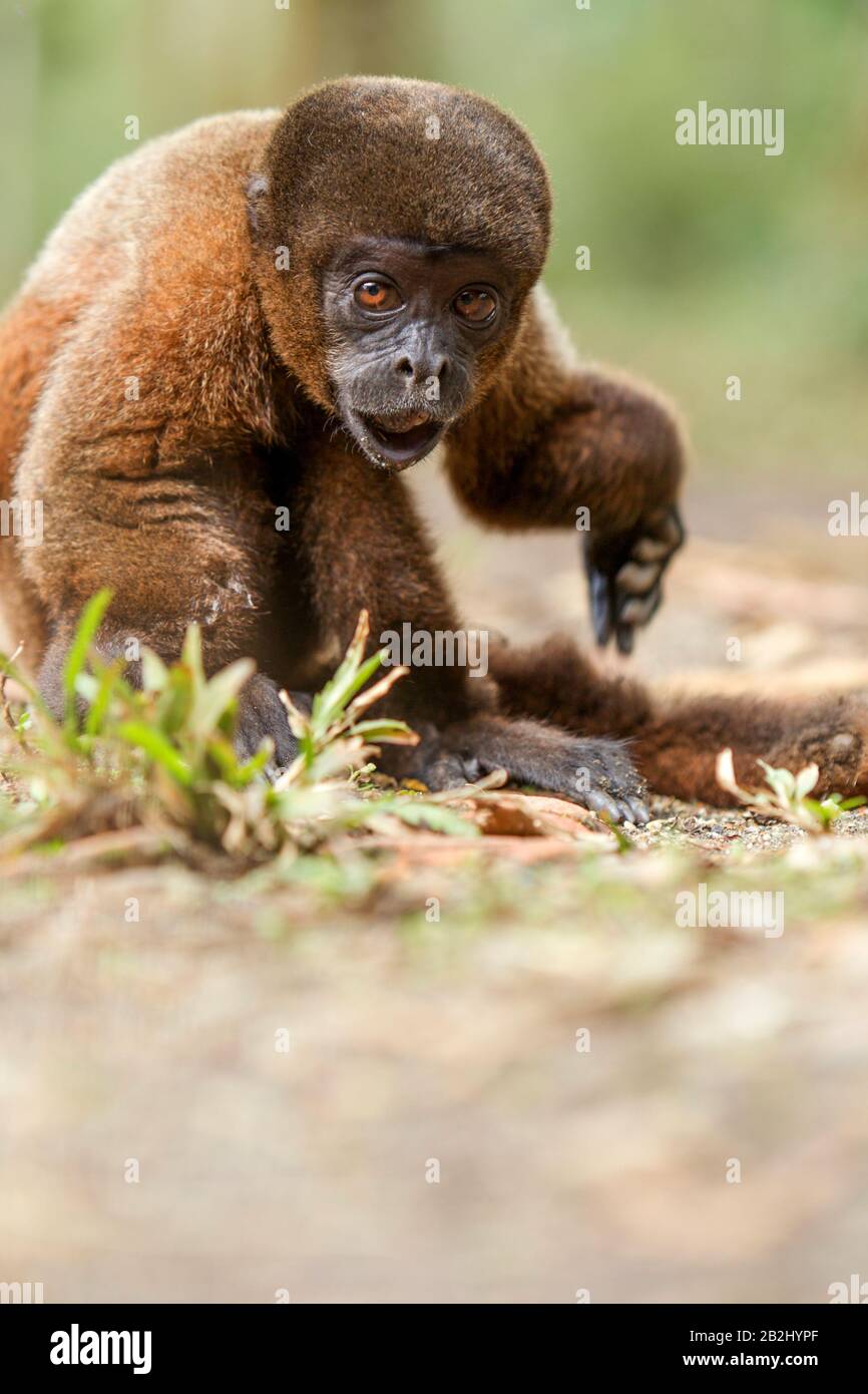 Chorongo hi-res stock photography and images - Alamy