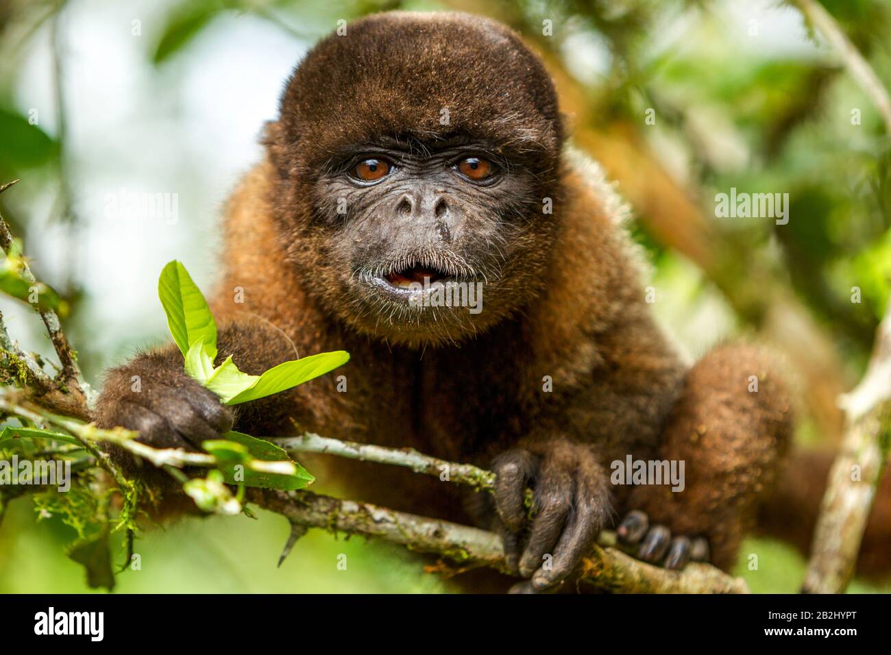 Chorongo Monkey Eating Looking Straight Into The Camera Ecuadorian ...