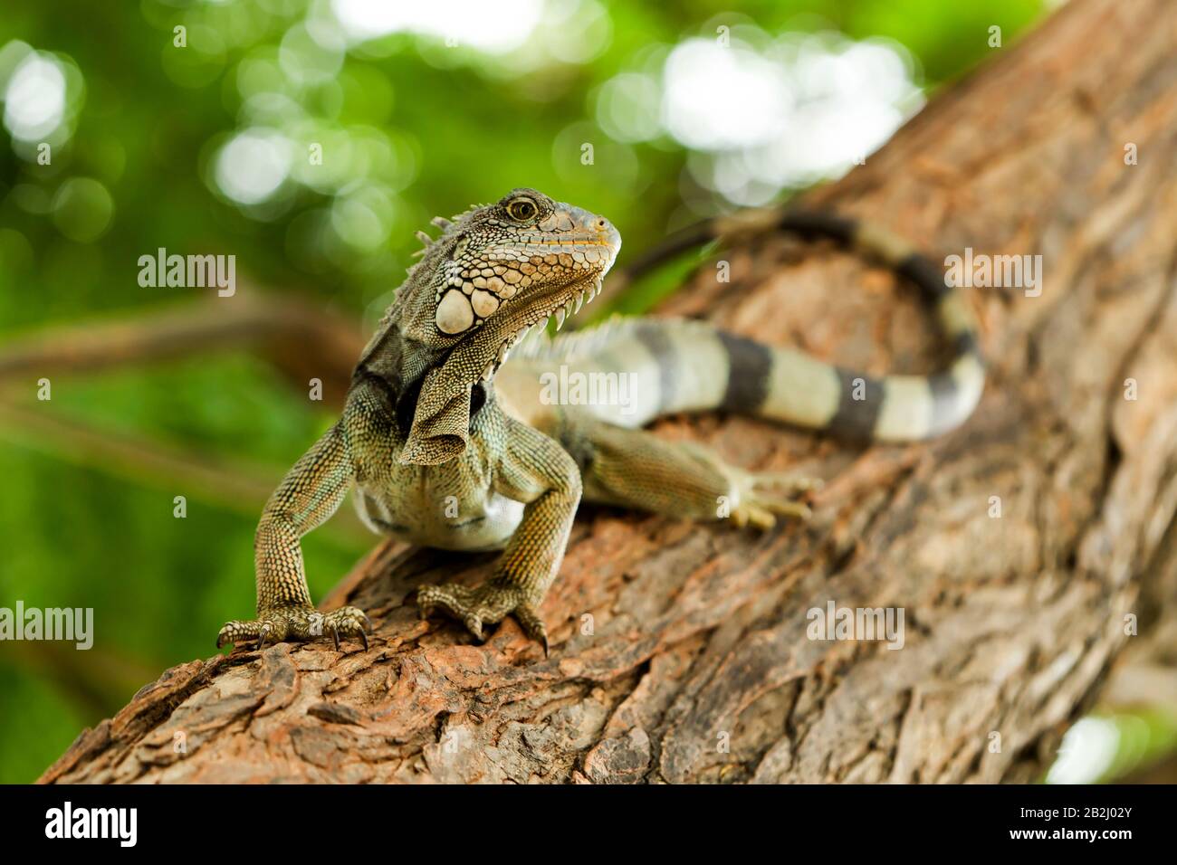 Beautiful female iguana hi-res stock photography and images - Alamy