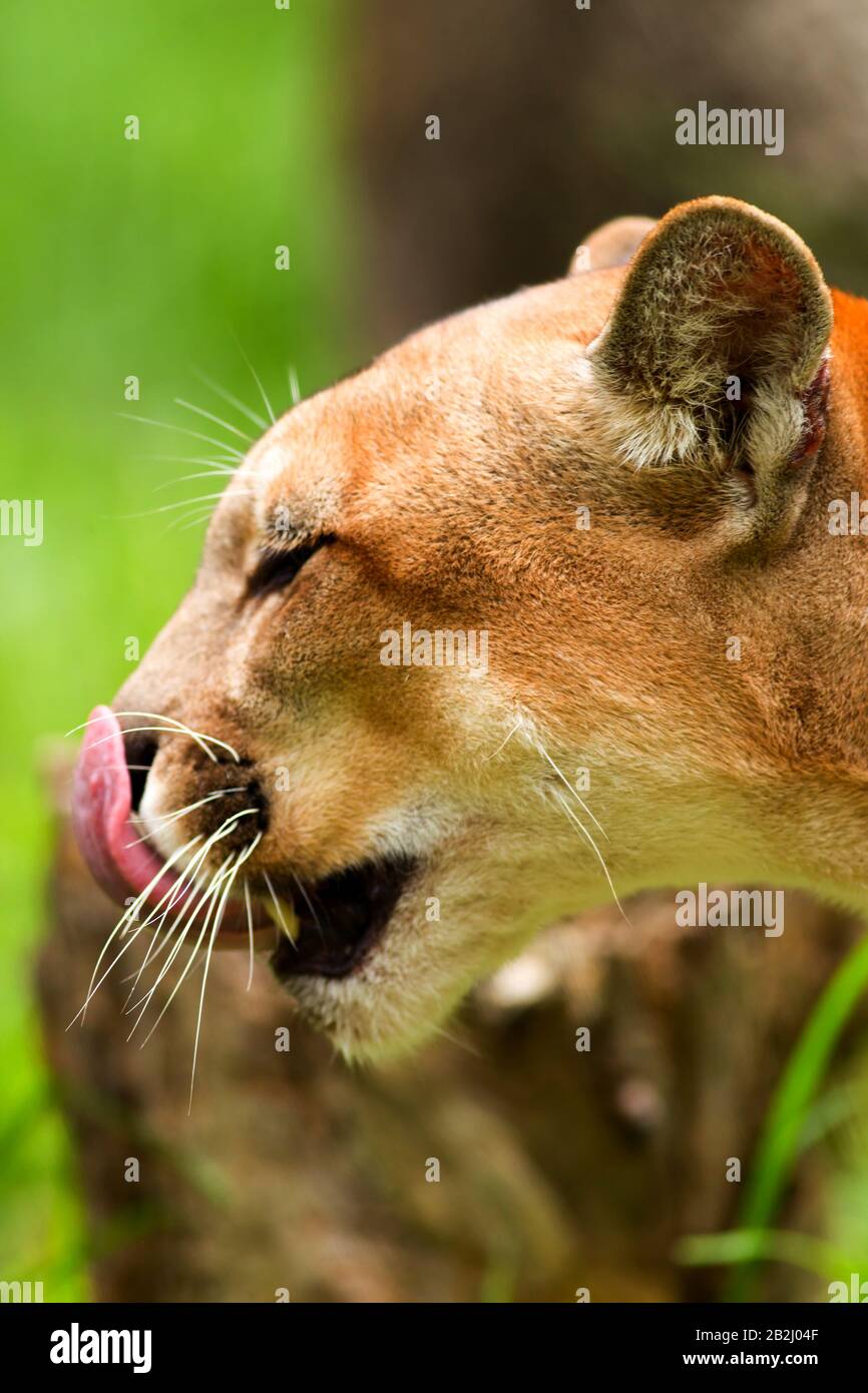 Puma face close up hi-res stock photography and images - Alamy