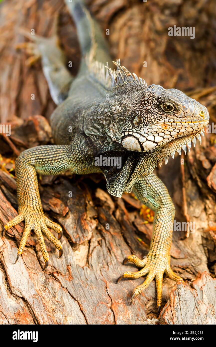 Beautiful female iguana hi-res stock photography and images - Alamy