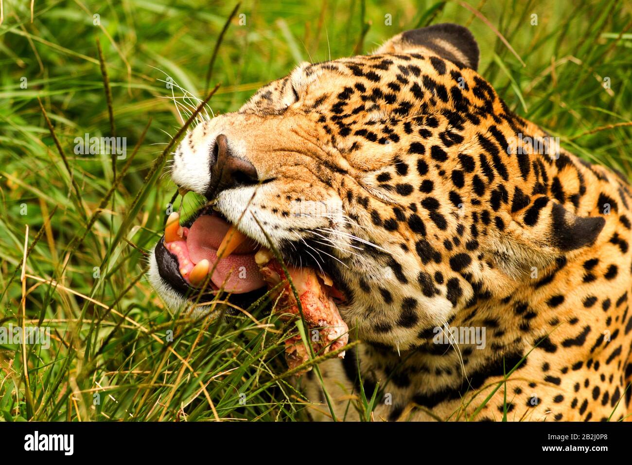 Large Adult Male Jaguar Eating Wildlife Shoot In Amazonian Jungle Stock ...