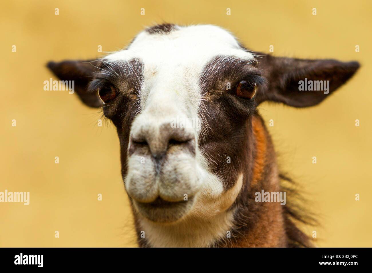 Isolated female alpaca hi-res stock photography and images - Alamy