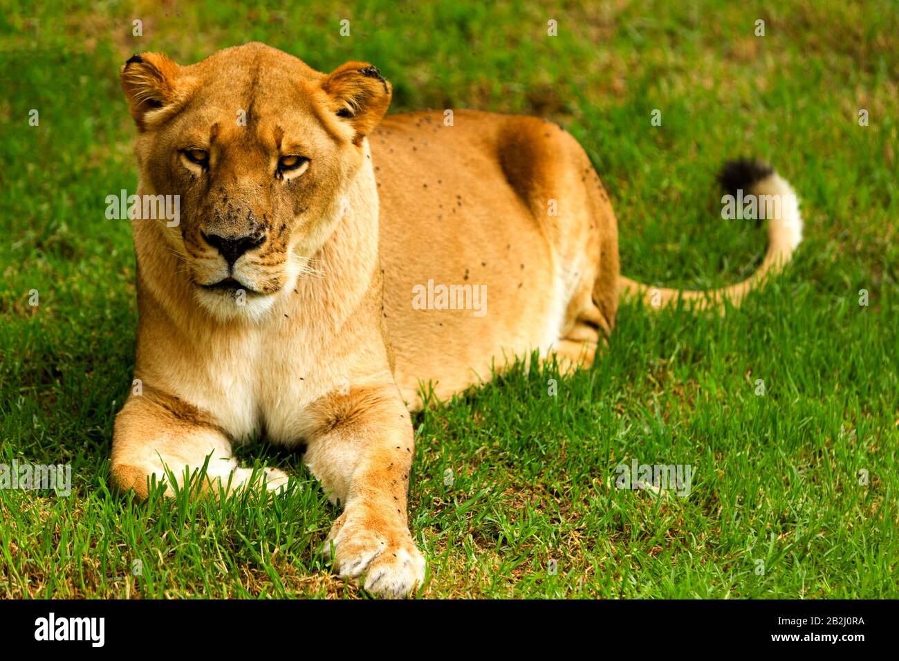 Large Lioness In A Lazy Pose Shoot In A Zoological Garden Stock Photo ...
