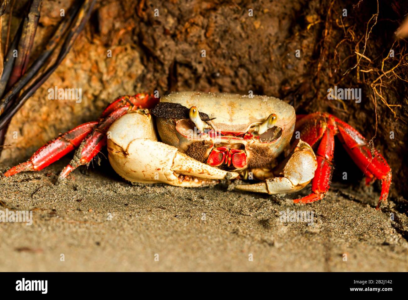 Mangrove crab hi-res stock photography and images - Alamy