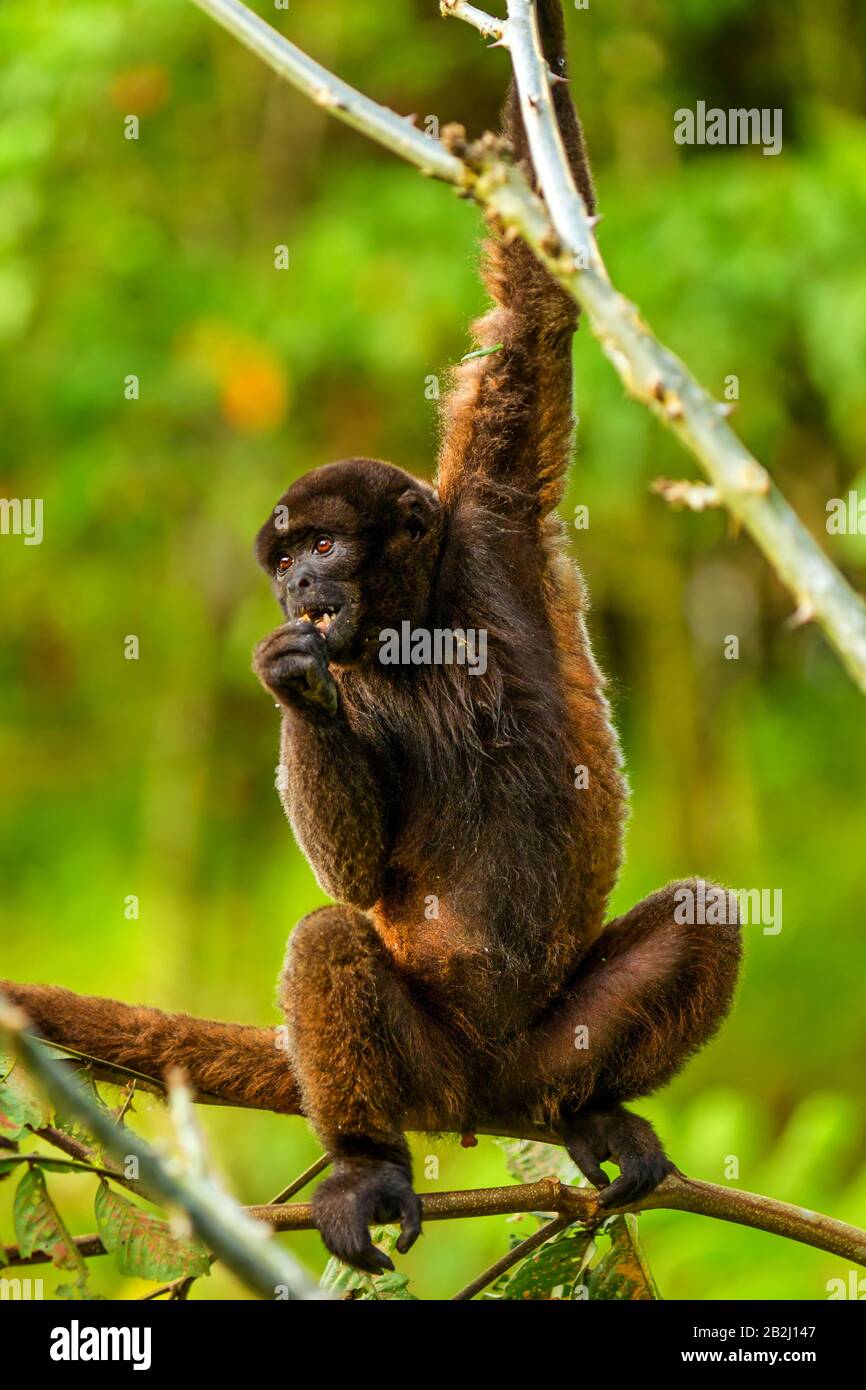 Jungle Monkey Hanging