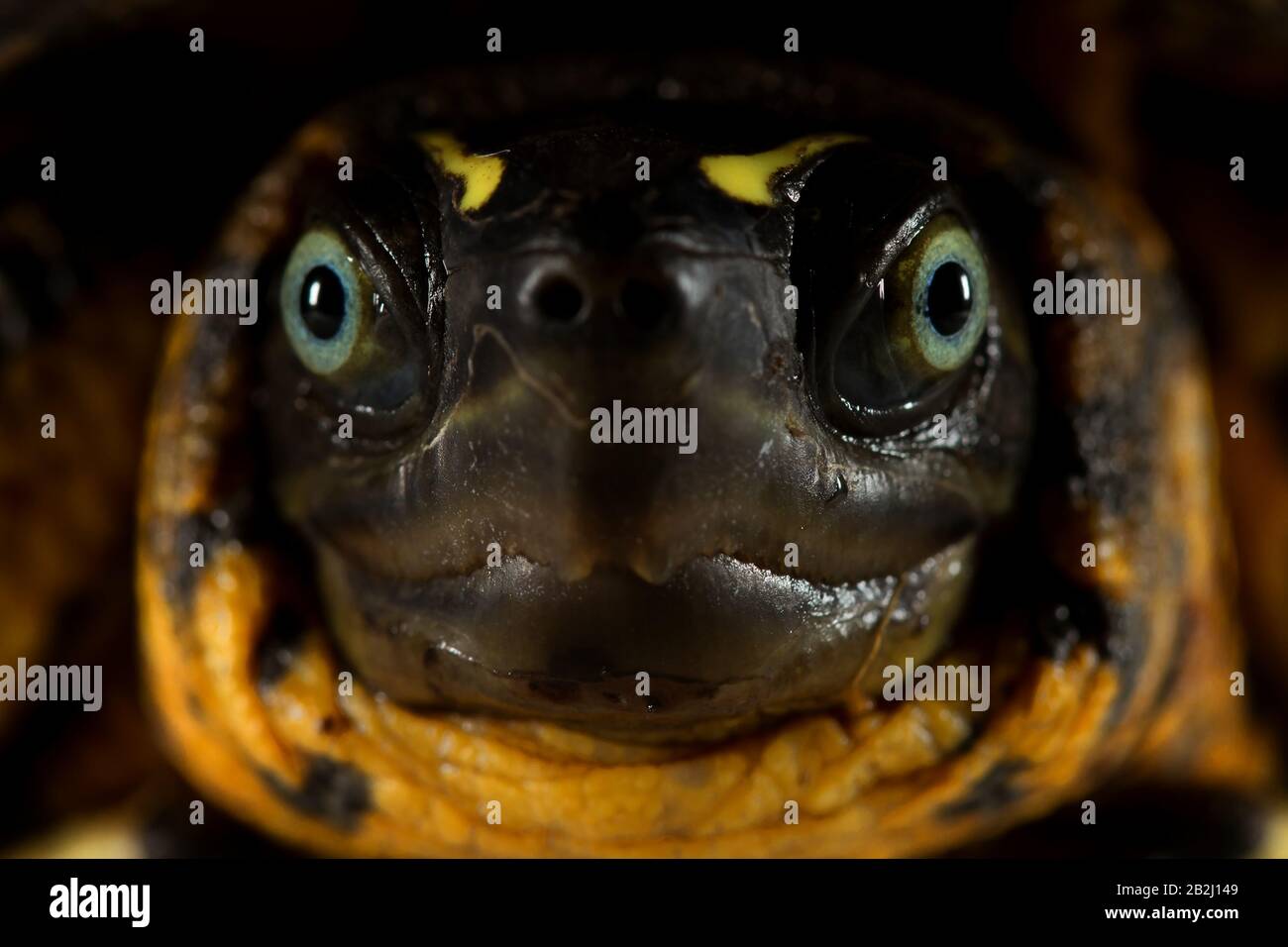 Yellow turtle hi-res stock photography and images - Alamy
