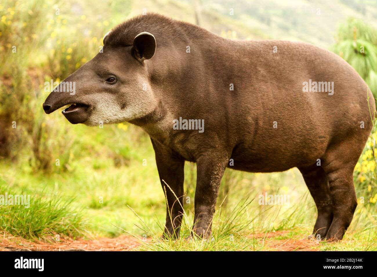 Tapirus Kabomani