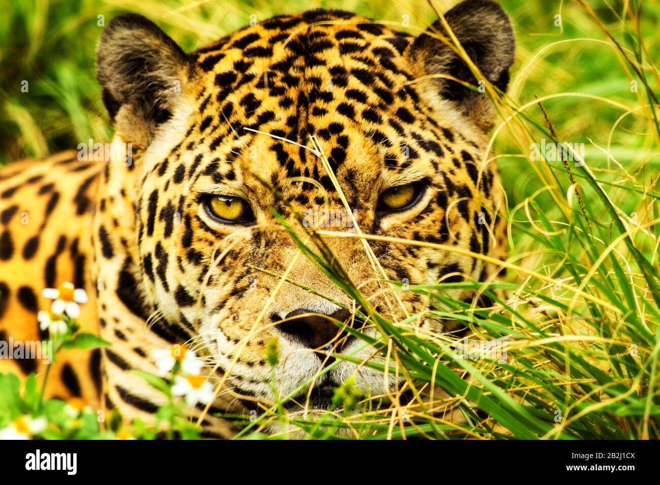 Ground level view hi-res stock photography and images - Alamy