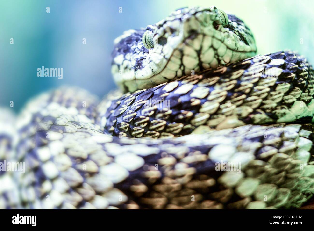 Ground Level View Of A Very Dangerous Viper Species Stock Photo - Alamy