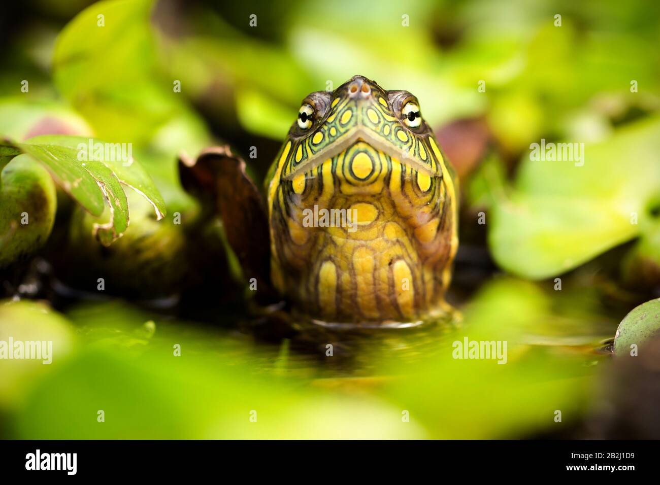 Red Eared Slider Turtle In The Wild Surrounded By Typical Flora And ...