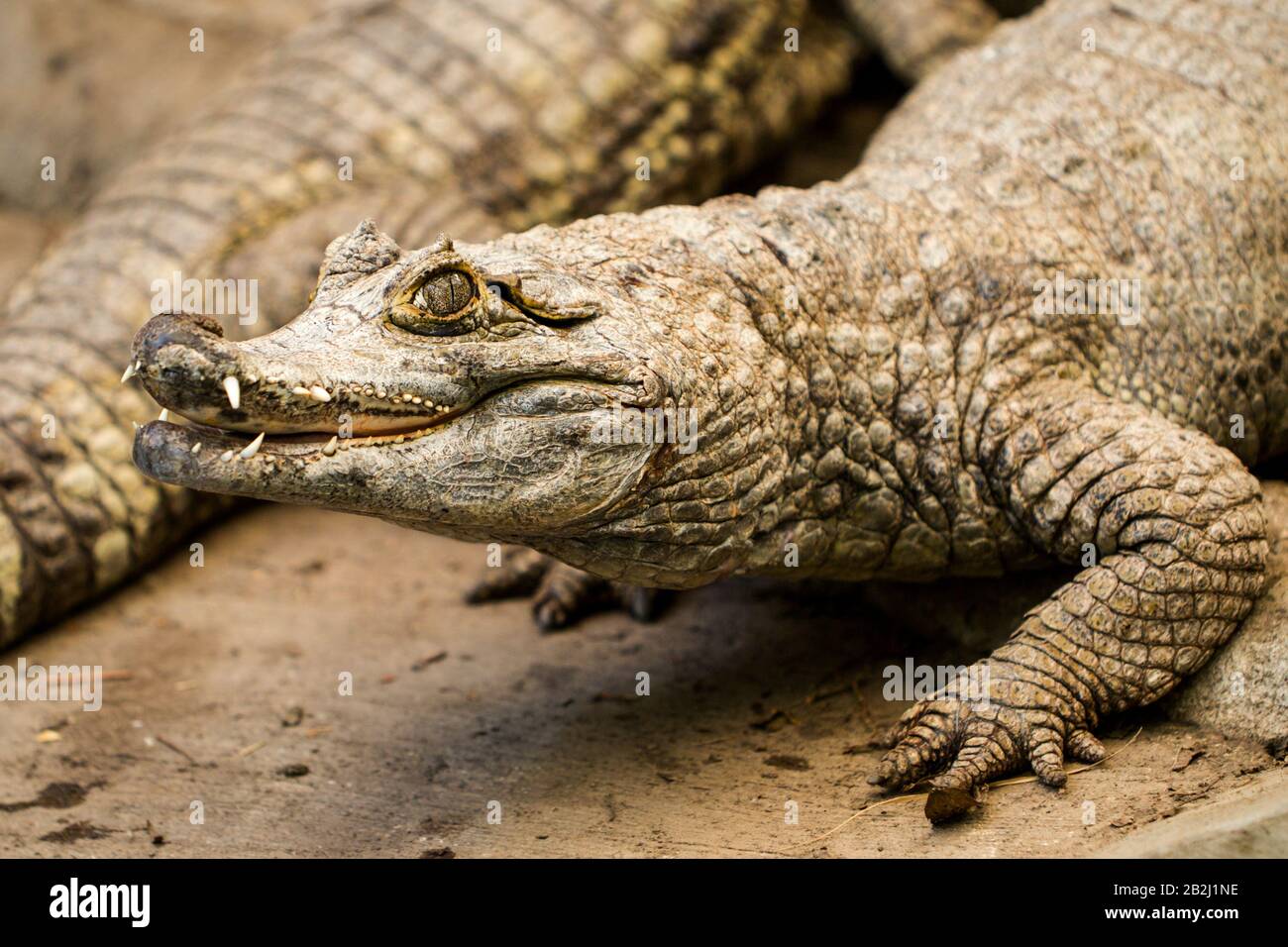 Adult caiman hi-res stock photography and images - Alamy