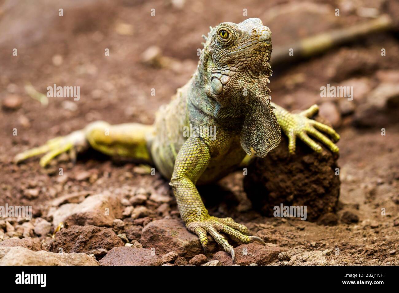 Wild Male Iguana On The Ground In Ecuadorian Coast Stock Photo - Alamy