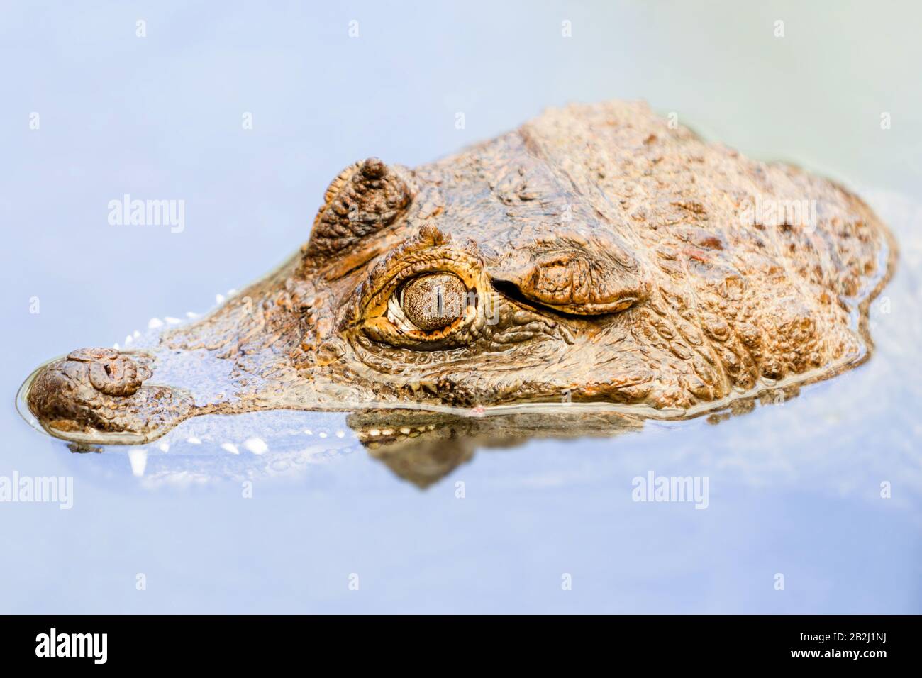 Caiman Head Emerging From Murky Waters Stock Photo - Alamy