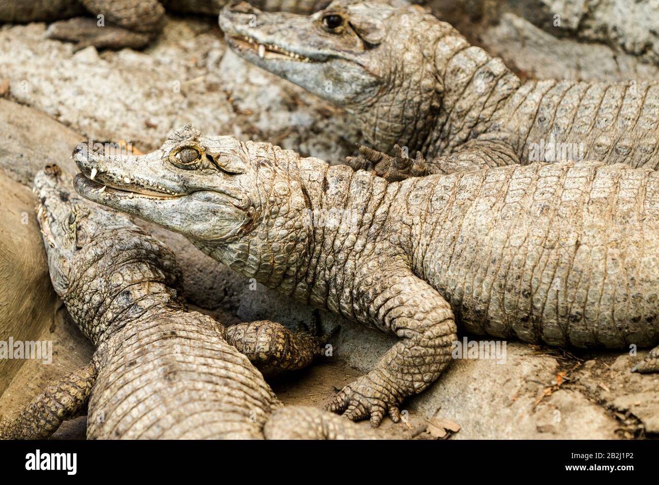 Group of caiman hi-res stock photography and images - Alamy