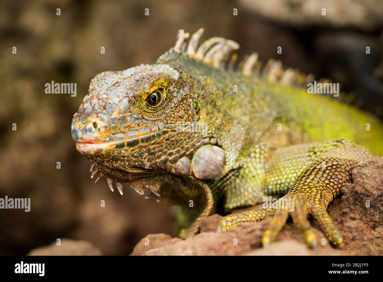 Beautiful female iguana hi-res stock photography and images - Alamy