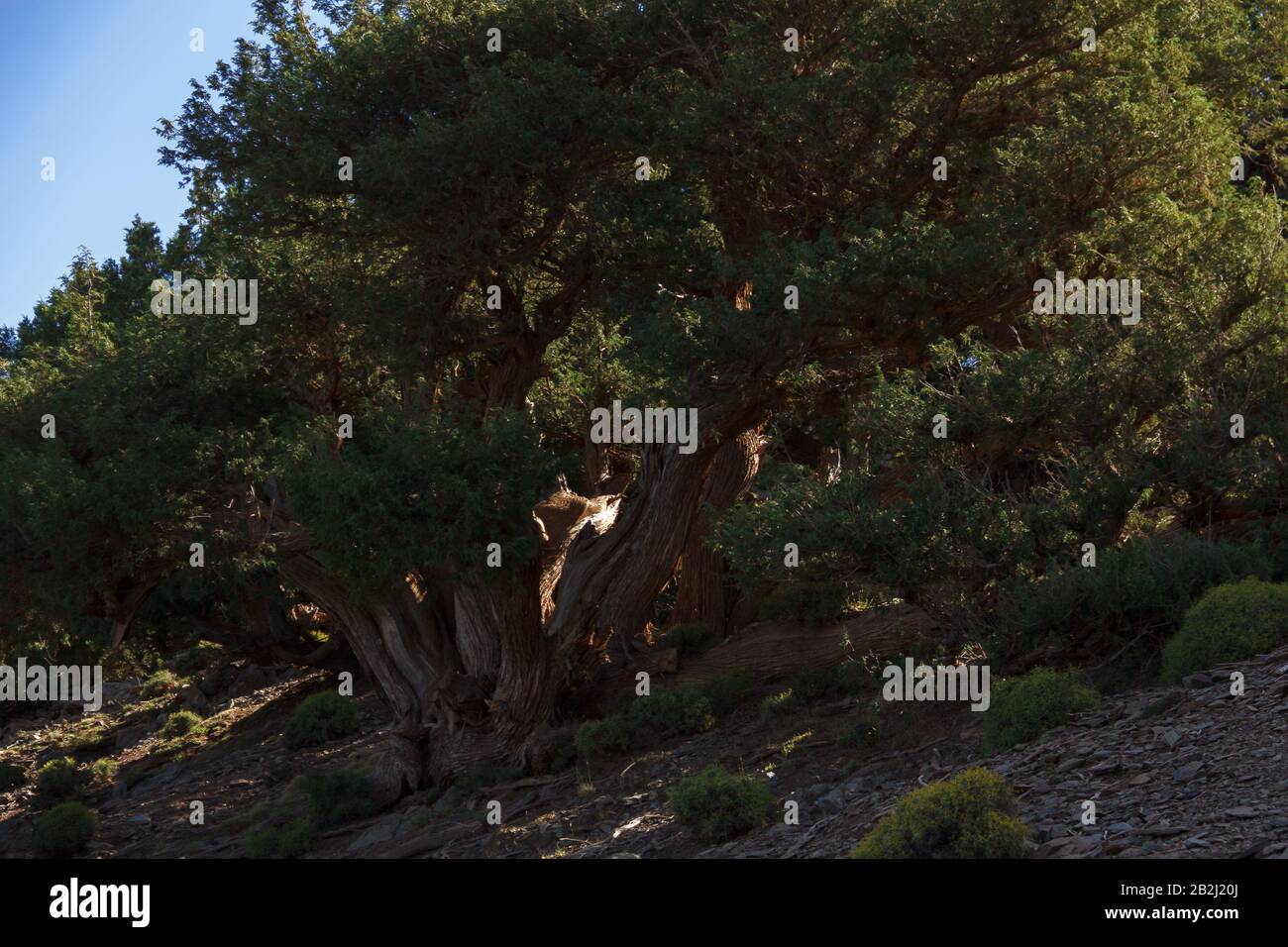 Moroccan tree hi-res stock photography and images - Alamy