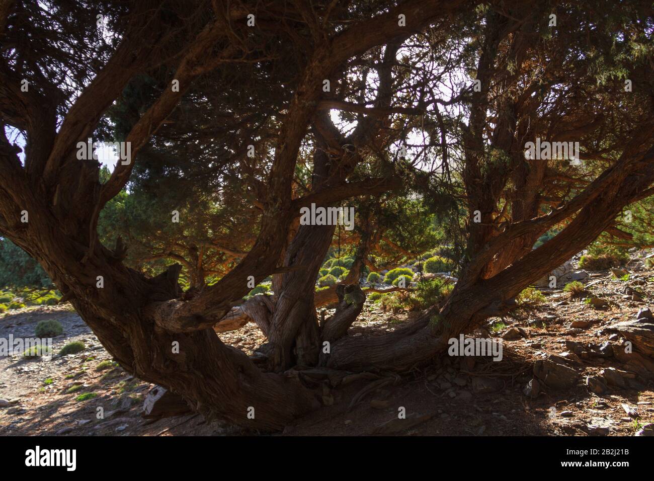 ancient tree in the high morocco Stock Photo - Alamy
