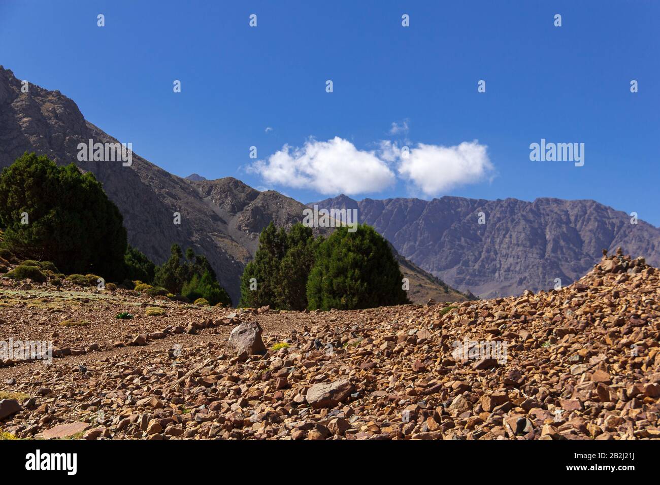 ancient tree in the high morocco Stock Photo - Alamy
