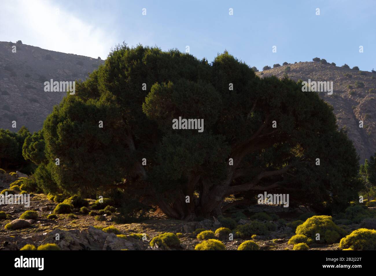 ancient tree in the high morocco Stock Photo - Alamy
