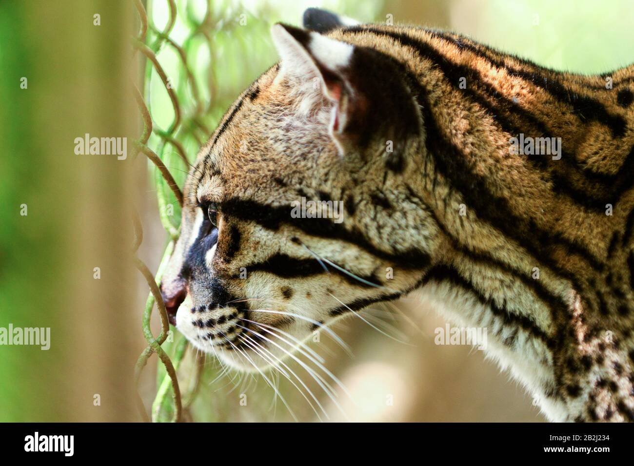Leopardus Tigrinus Or Tigrillo Looking Trough The Fence Of A Zoological ...