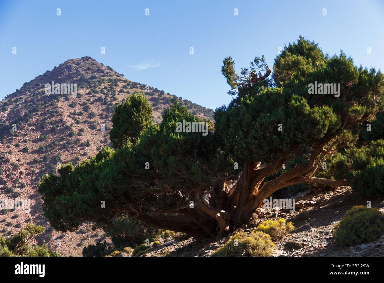 ancient tree in the high morocco Stock Photo - Alamy