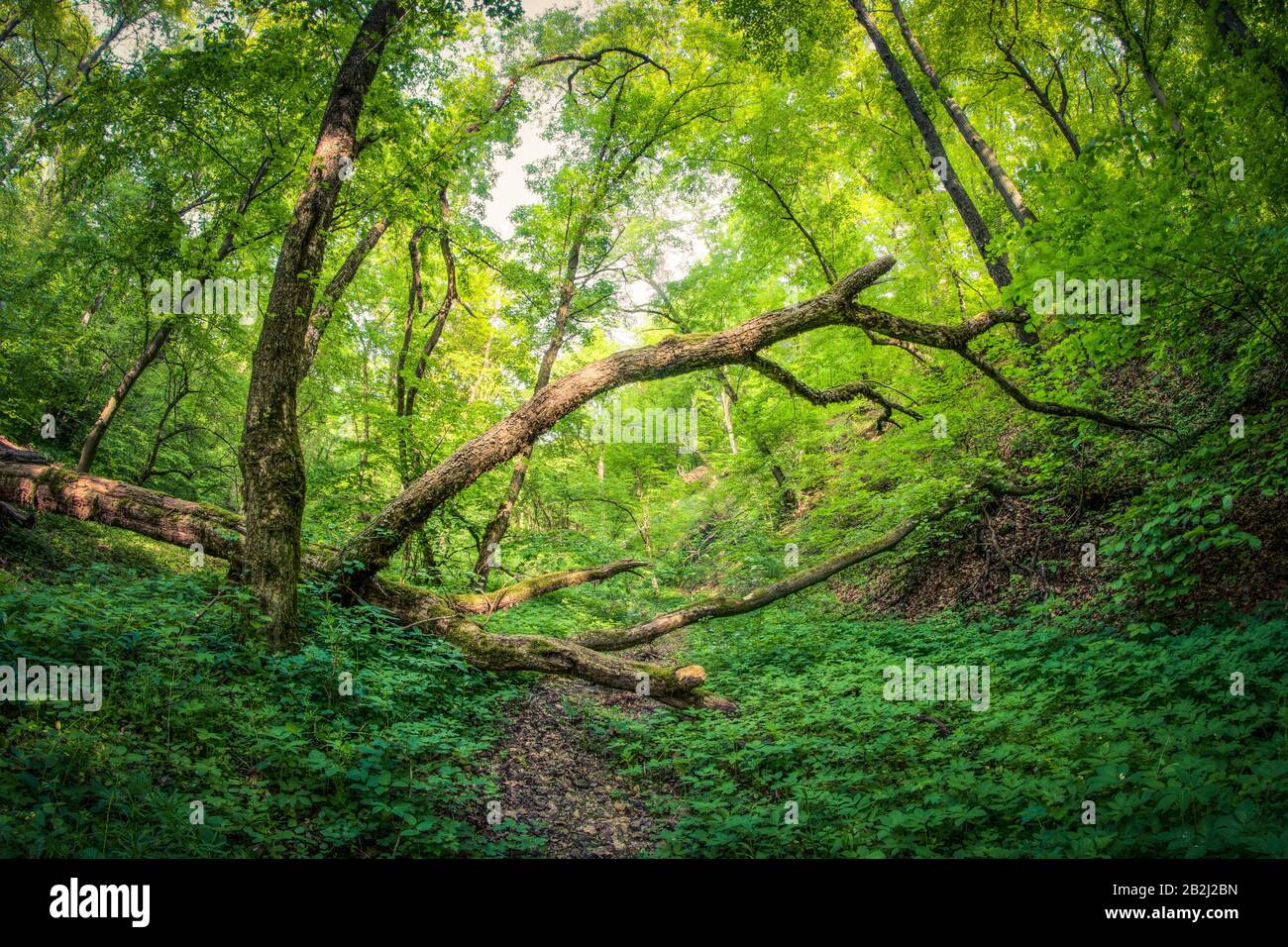 Magical Forest and Path in Spring Season Stock Photo - Alamy