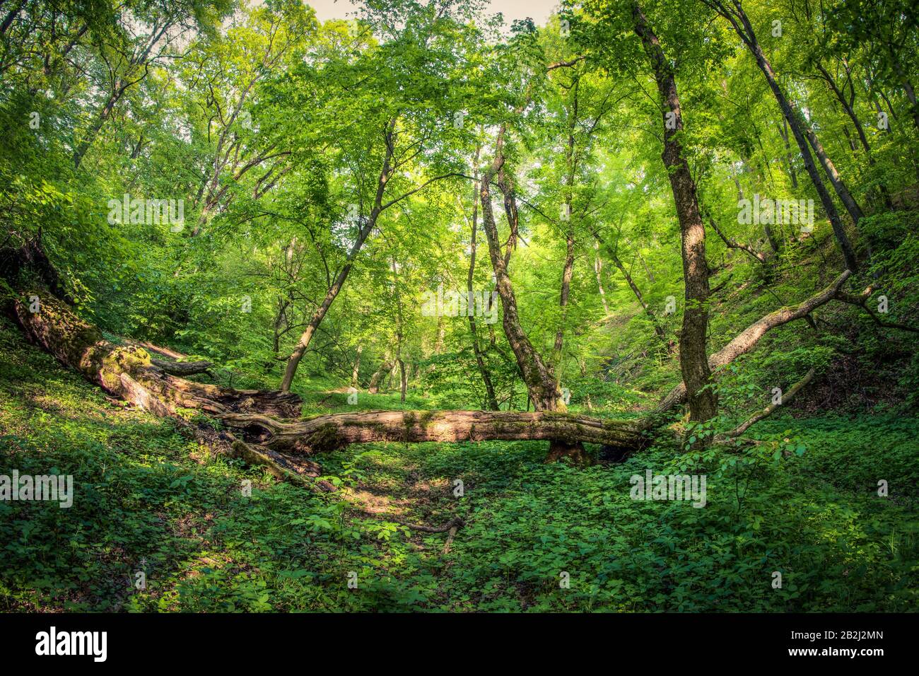 Magical Forest and Path in Spring Season Stock Photo - Alamy