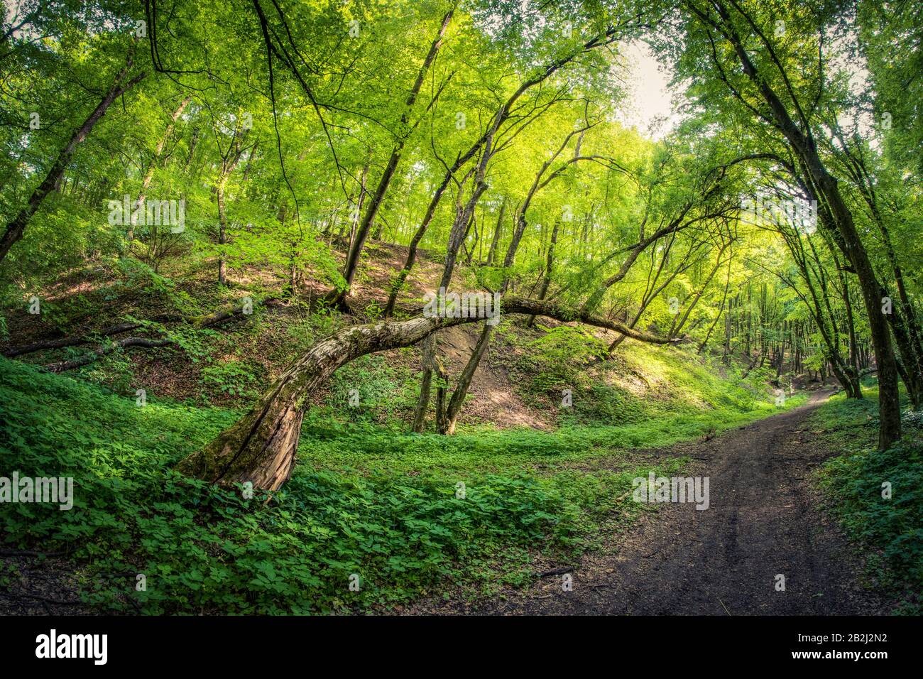 Magical Forest and Path in Spring Season Stock Photo - Alamy