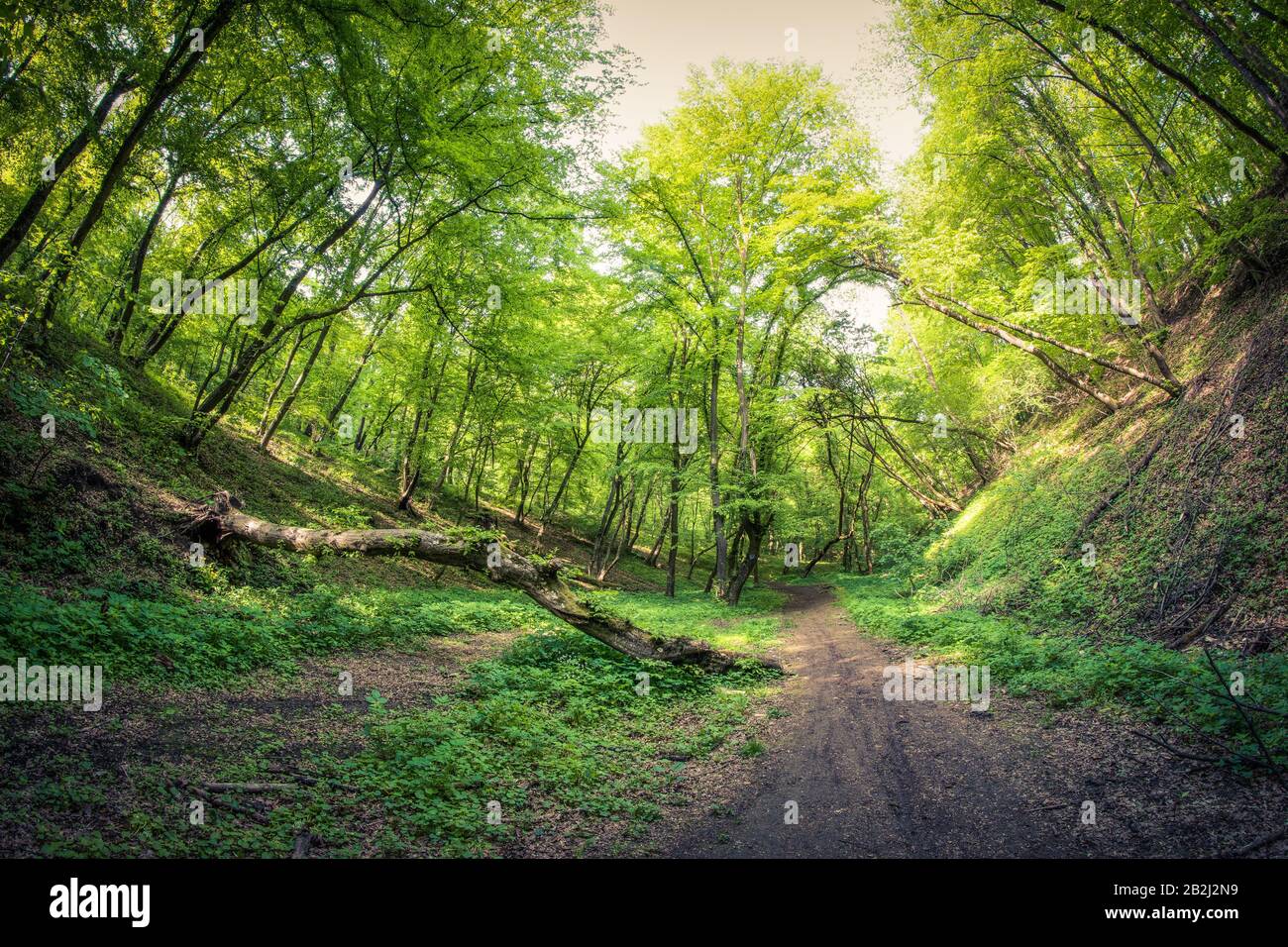 Magical Forest and Path in Spring Season Stock Photo - Alamy