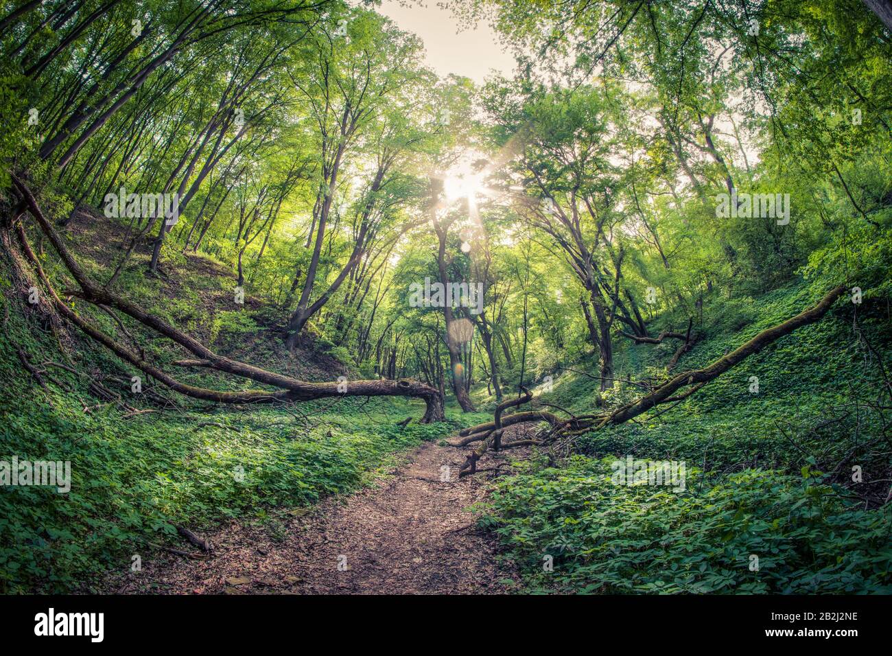Magical Forest and Path in Spring Season Stock Photo - Alamy