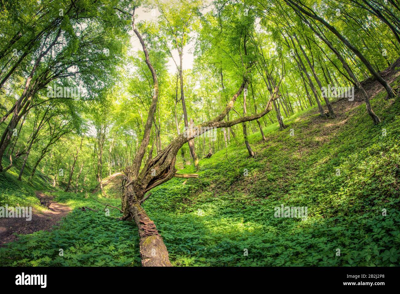 Magical forest hi-res stock photography and images - Alamy