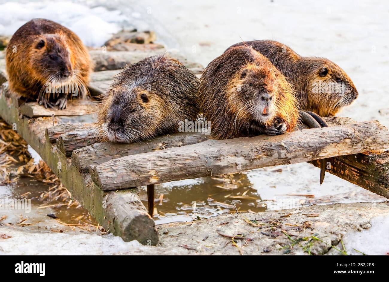 Beaver family hi-res stock photography and images - Alamy