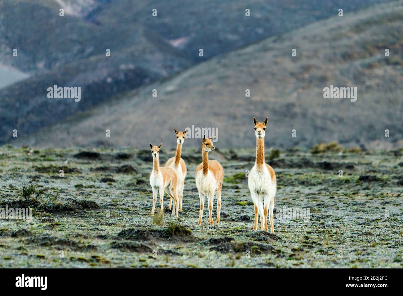The Vicugna Is One Of Two Wild South American Camelids Which Live In ...