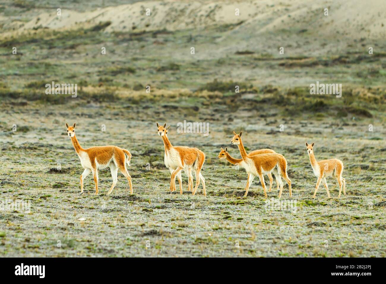 Guanaco ecuador hi-res stock photography and images - Alamy