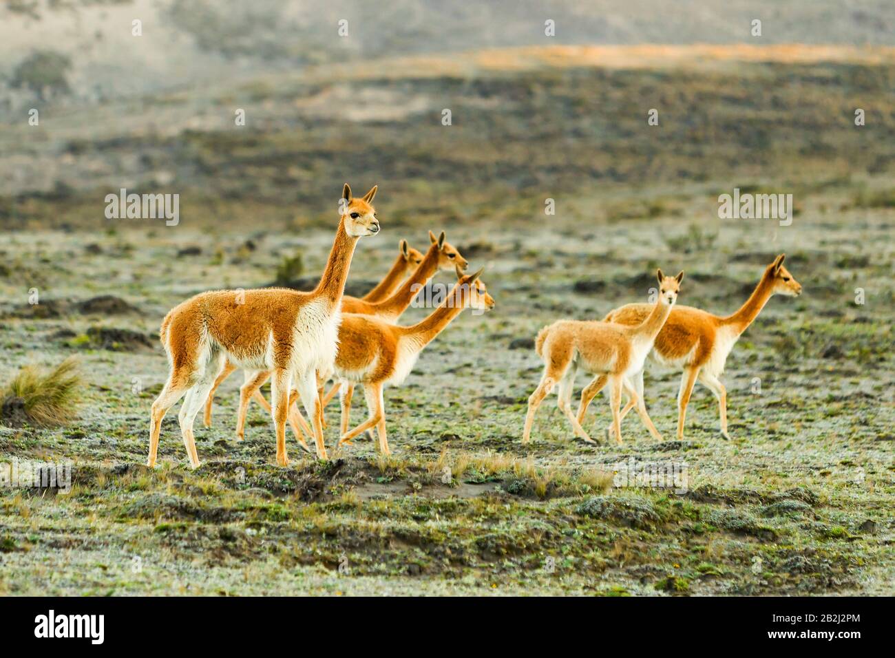 The Vicugna Is Single Of Two Wild South American Camelids Which Live In ...