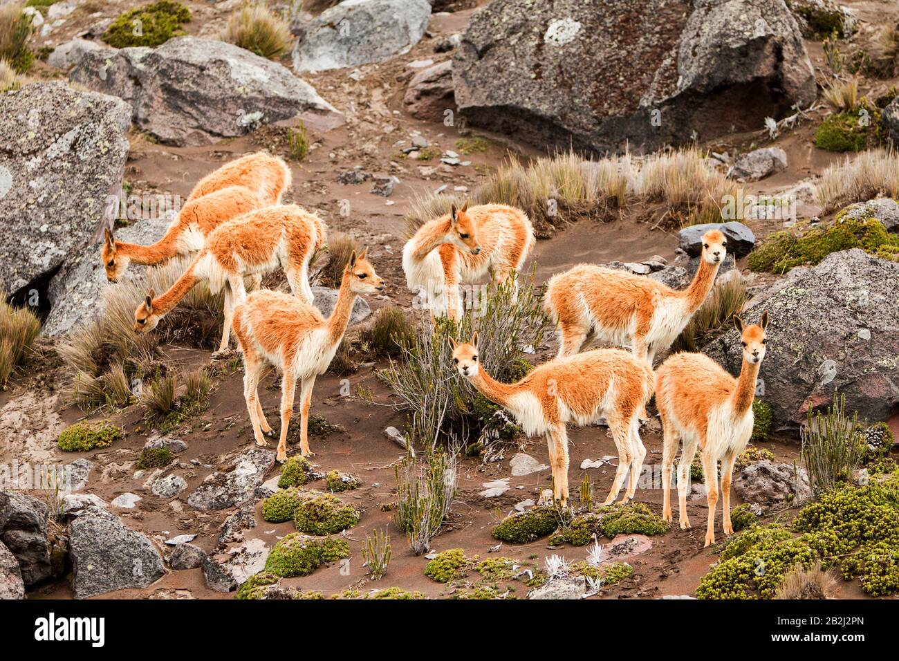 South american camelids hi-res stock photography and images - Alamy