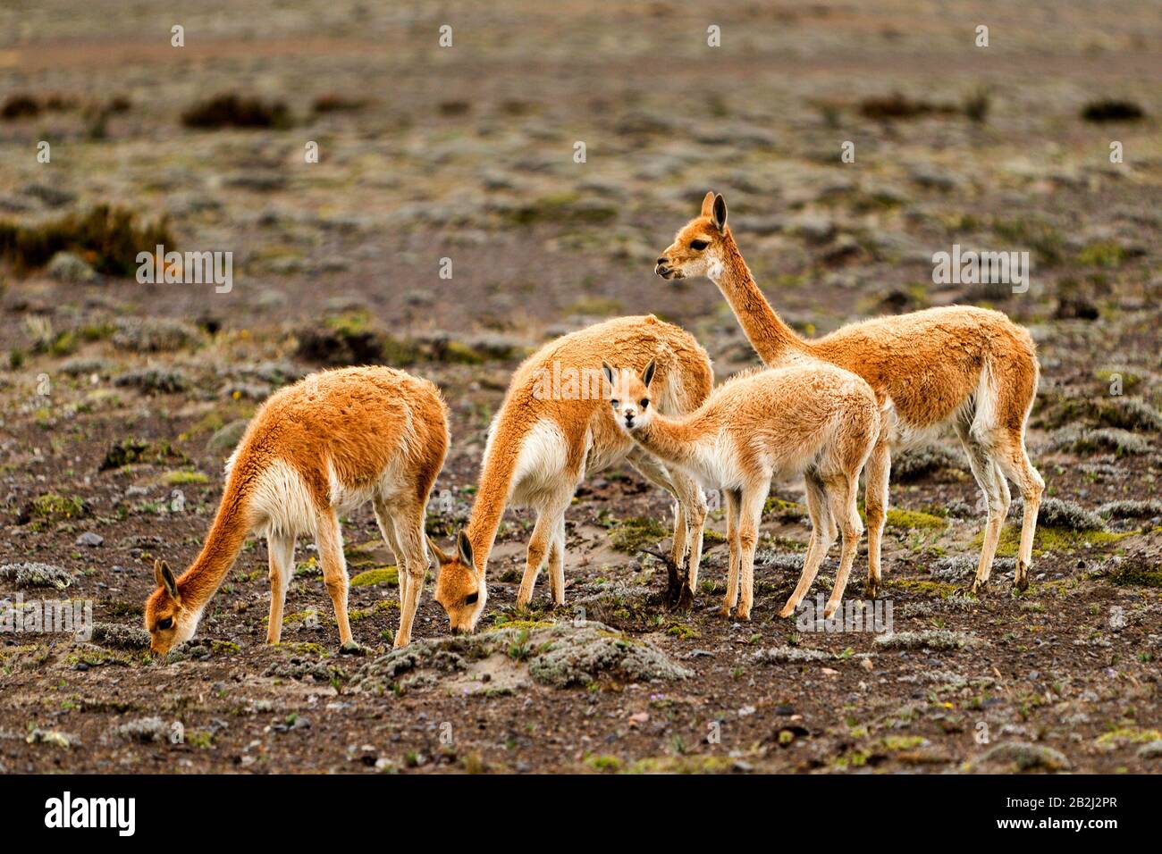 The Vicugna Is One Of Two Wild South American Camelids Which Live In ...