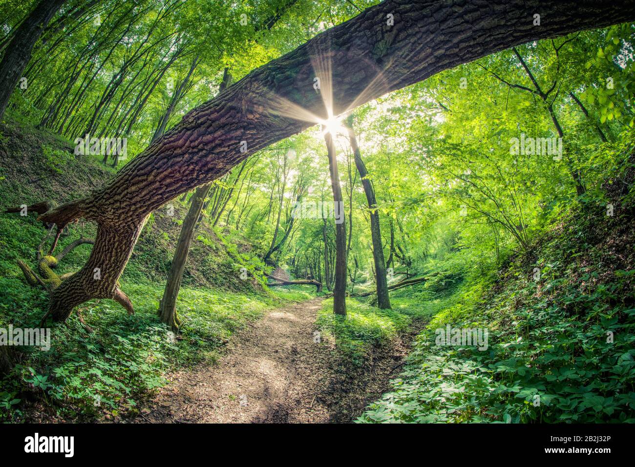 Magical Forest and Path in Spring Season Stock Photo - Alamy