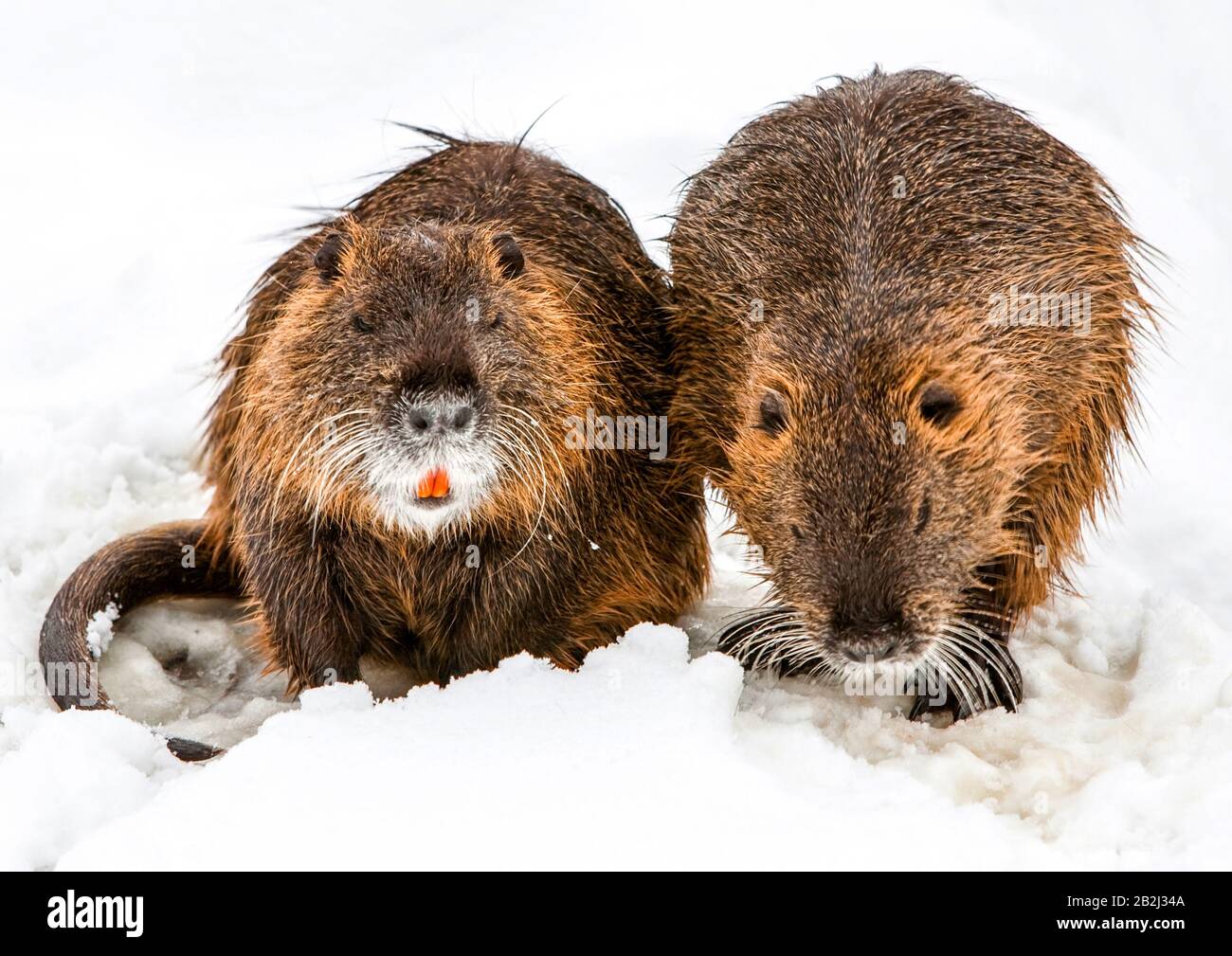 Beavers lake Cut Out Stock Images & Pictures - Alamy