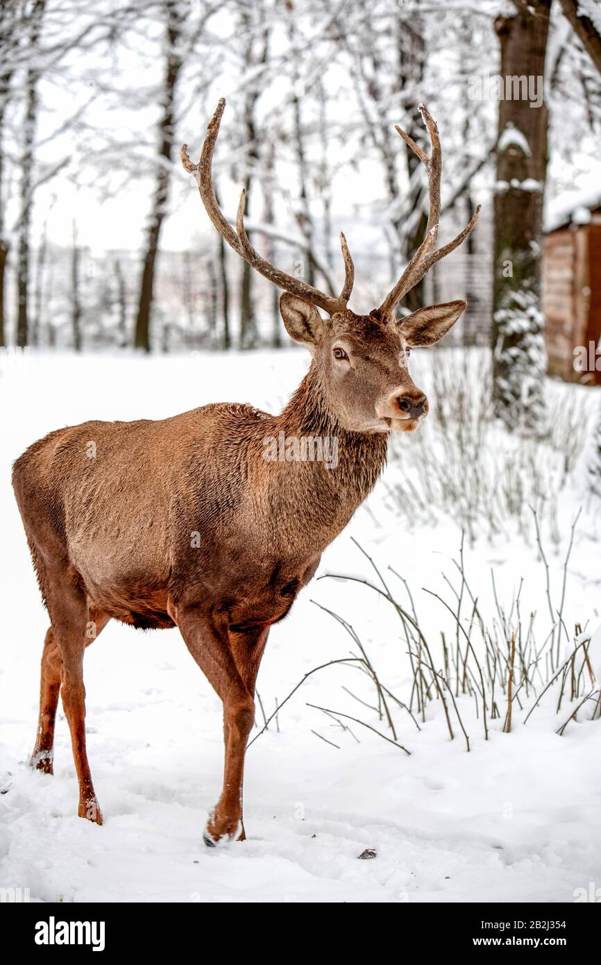Shy animals hi-res stock photography and images - Alamy