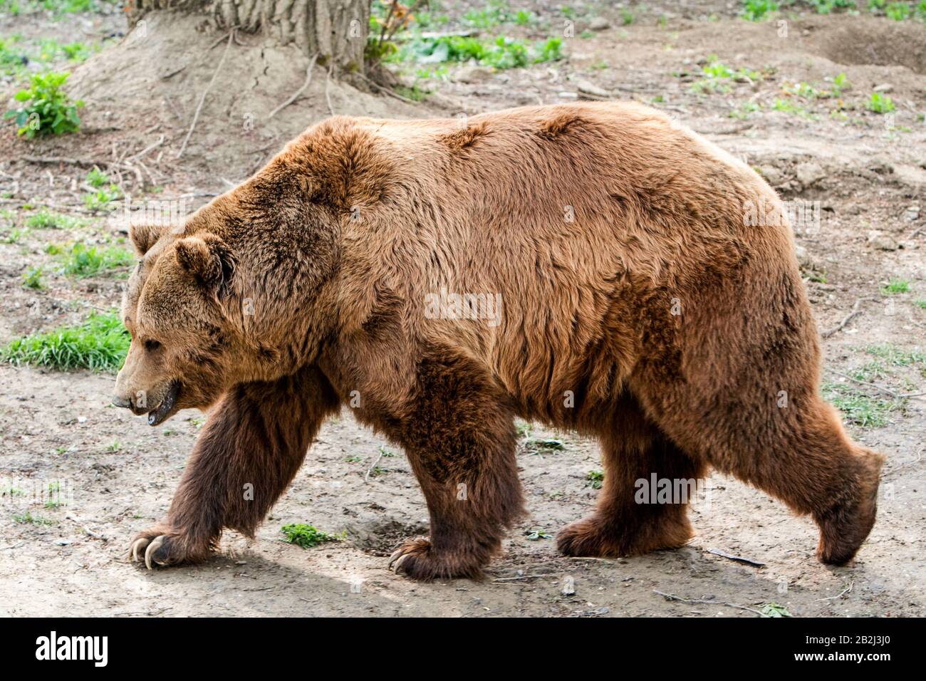 The Brown Bear Is A Large Bear Distributed Across Much Of Northern ...