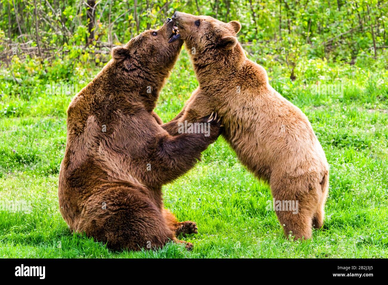 Male And Female Brown Bears Being Friendly Stock Photo - Alamy