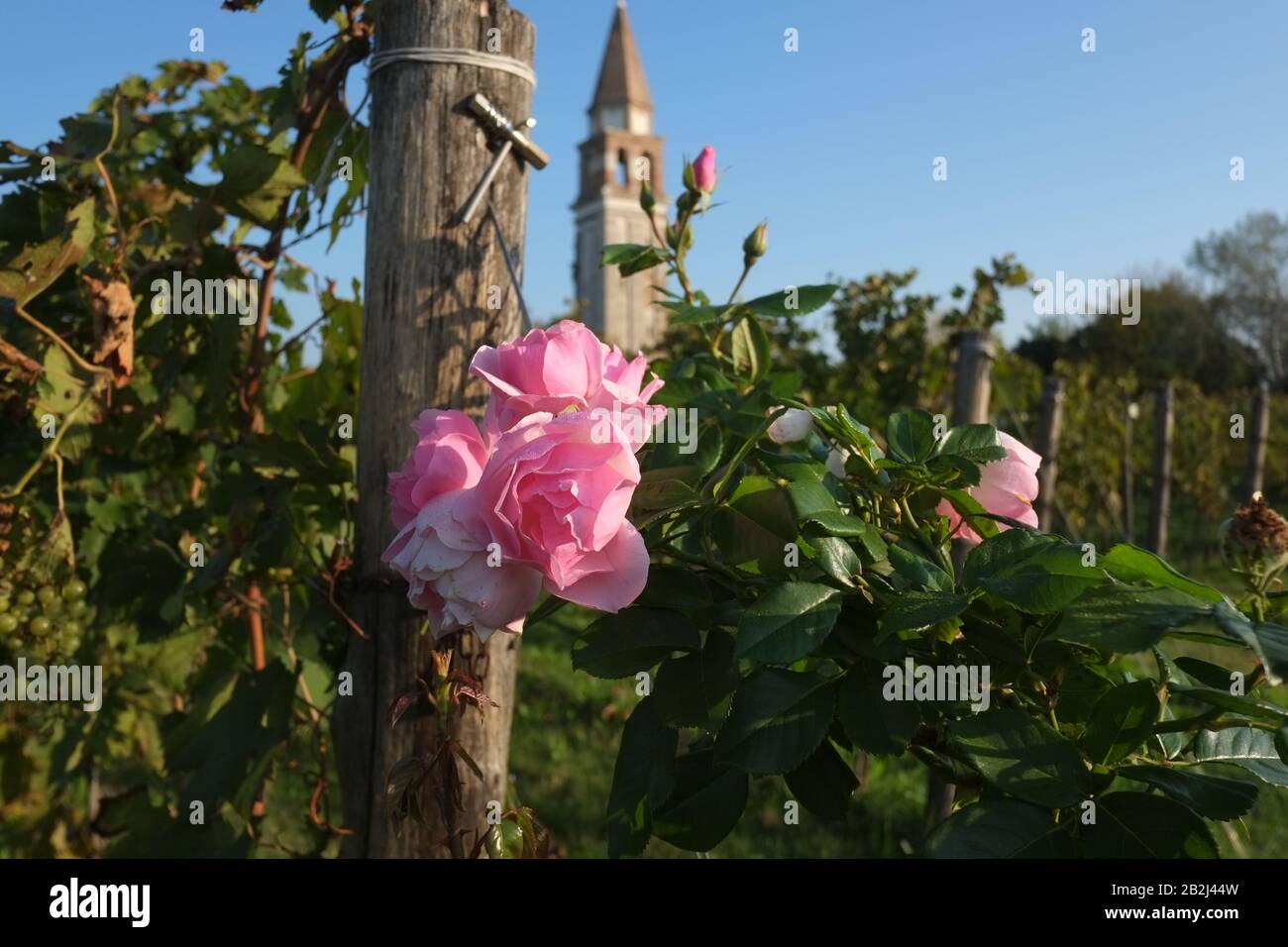 Dorona grape hi-res stock photography and images - Alamy