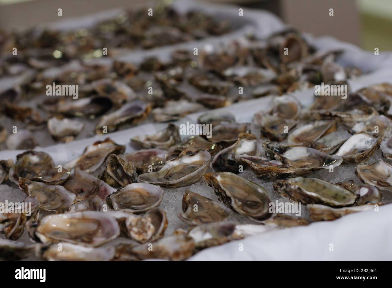 Trays full of marine molluscs and mussels Stock Photo - Alamy