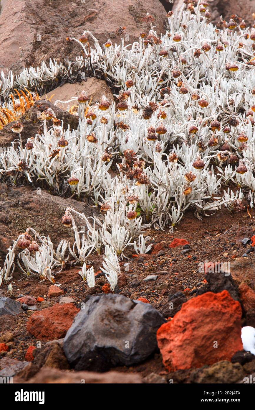 Sparse scattered vegetation hi-res stock photography and images - Alamy