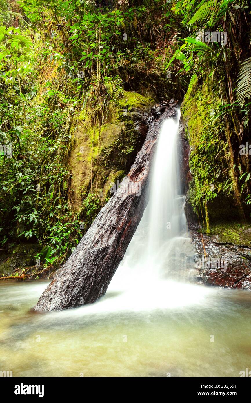 Waterfall in mindo cloud forest hi-res stock photography and images - Alamy