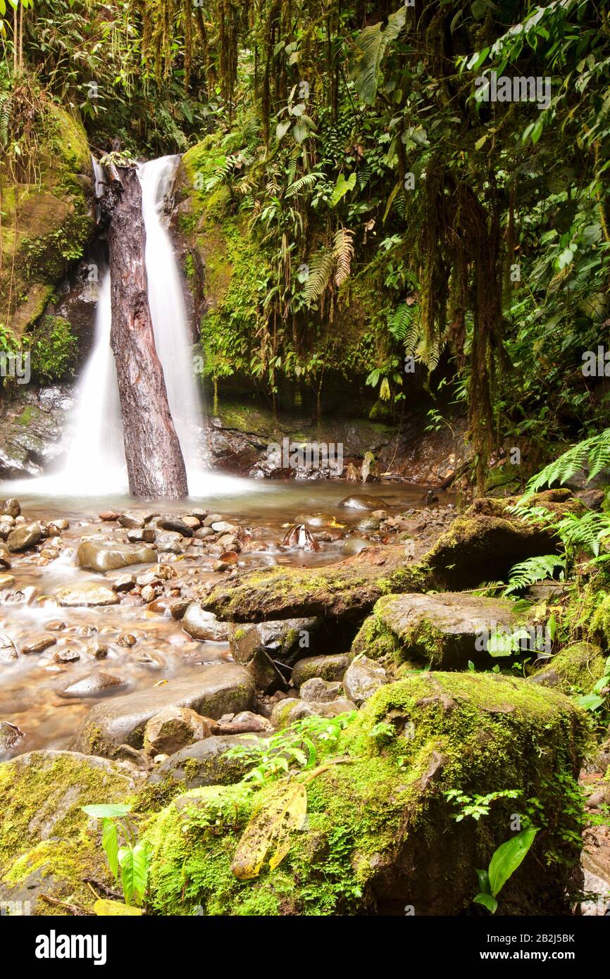 Waterfall in mindo cloud forest hi-res stock photography and images - Alamy