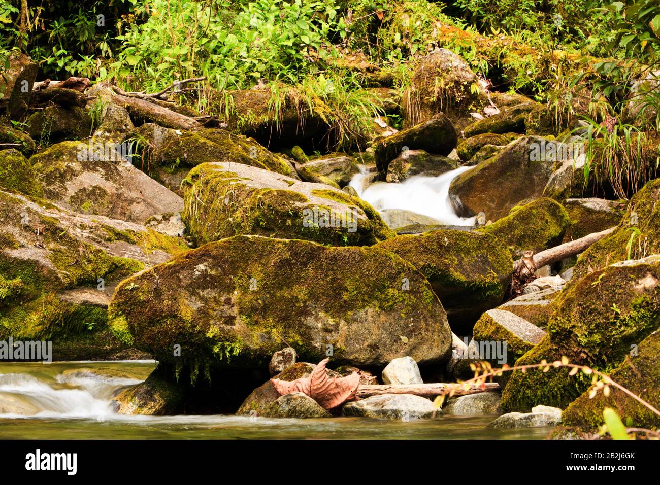 Nature Backgrounds Rocks And Plants In Subtropical Environment Stock ...